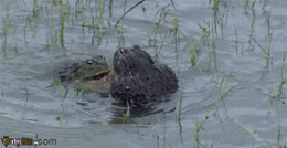 Image tagged in gifs,frogs,memes,funny - Imgflip