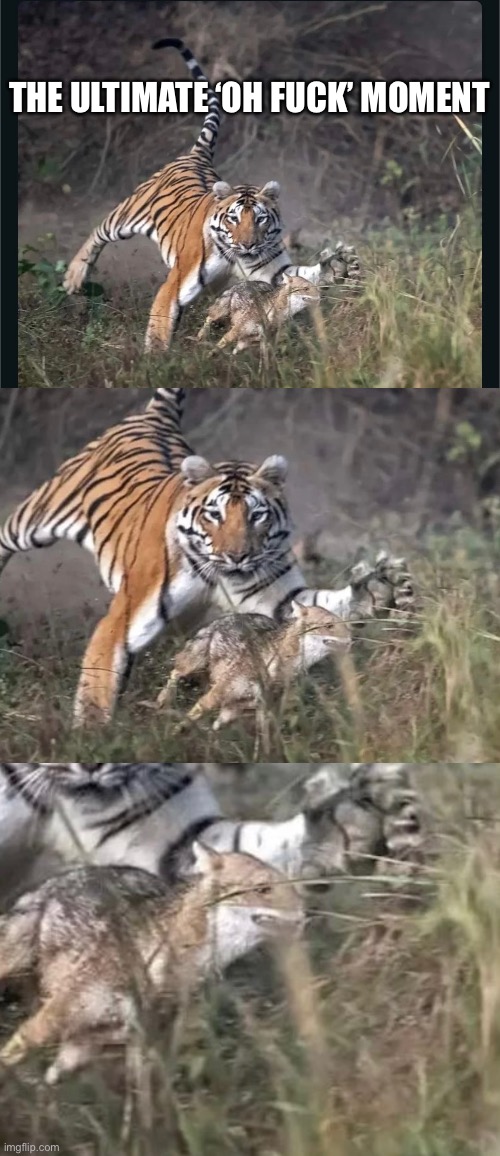 Image tagged in big trouble - Imgflip