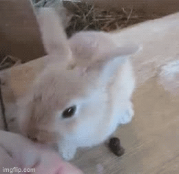 Fluffy Bunny Gif