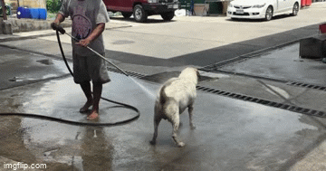 Jet Washing Your Dog - He Seems to Like It ! - Imgflip