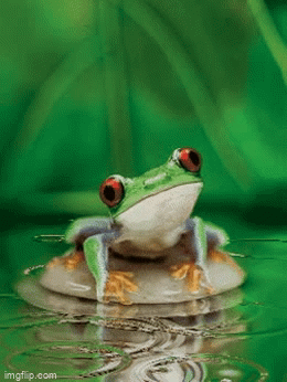 Image tagged in gifs,memes,funny,frogs - Imgflip
