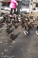 Feeding Time - Imgflip