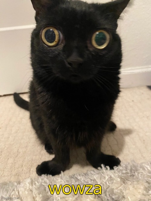 That’ll do - Imgflip