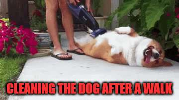 Image tagged in gifs,dogs - Imgflip