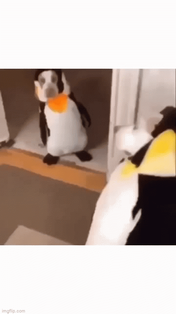 Animated GIF - Imgflip