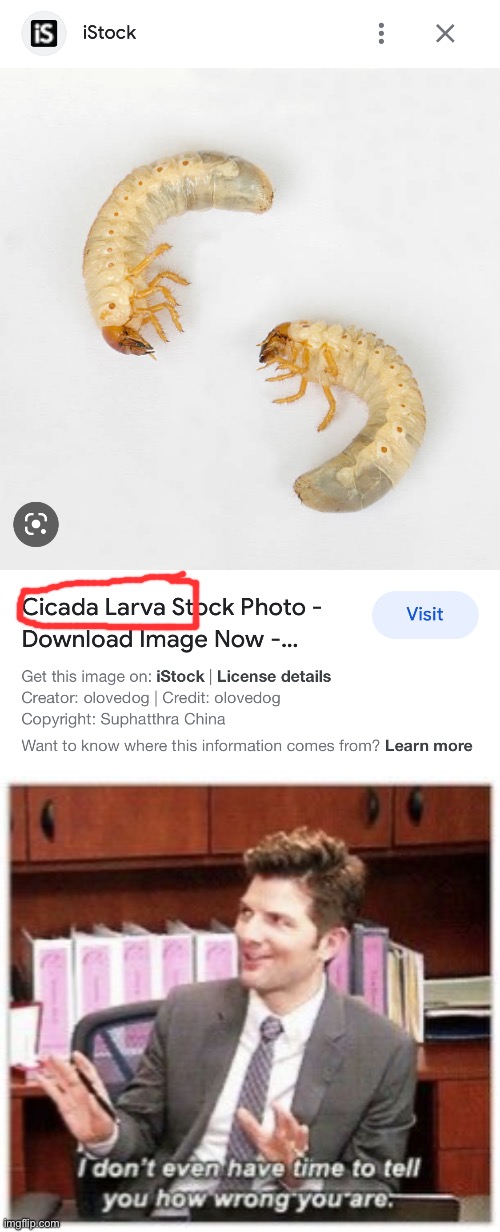 Those literally aren’t cicadas - Imgflip