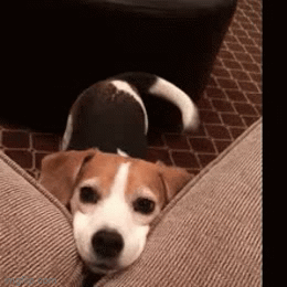 Image tagged in gifs,dogs - Imgflip