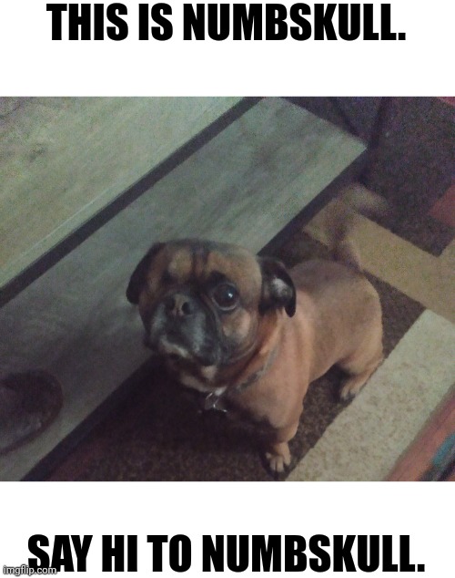 Hi numbskull - Imgflip