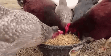 Chickens - Imgflip