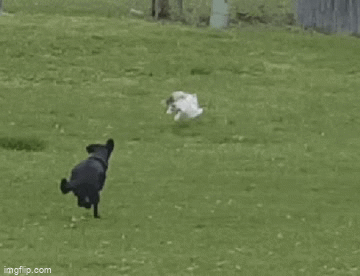Chasing a cat - Imgflip