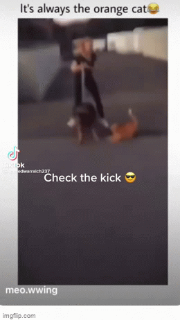 cat attacks - Imgflip