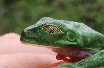 Animated GIF - Imgflip