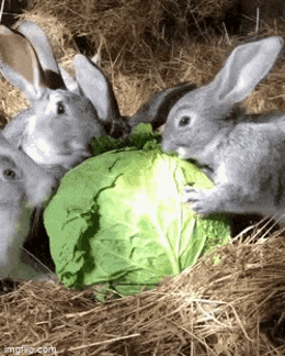 Cabbage - Imgflip