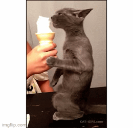 cute cat eating ice cream - Imgflip