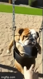 Bulldog swinging - Imgflip