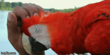 Petting the parrot - Imgflip