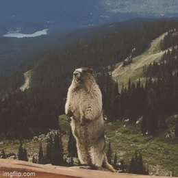 Screaming Marmot - Imgflip