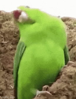 Parrot Dancing - Imgflip
