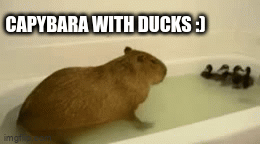 Image tagged in gifs,capybara,duck - Imgflip