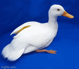 Image tagged in gifs,ducks,memes,funny - Imgflip