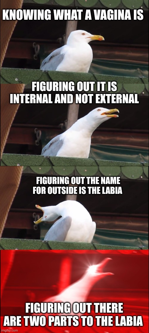 Inhaling Seagull Meme - Imgflip