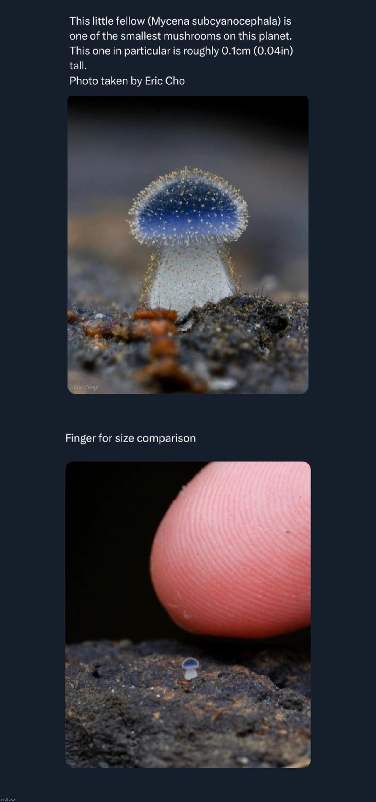 Tiny mushroom - Imgflip