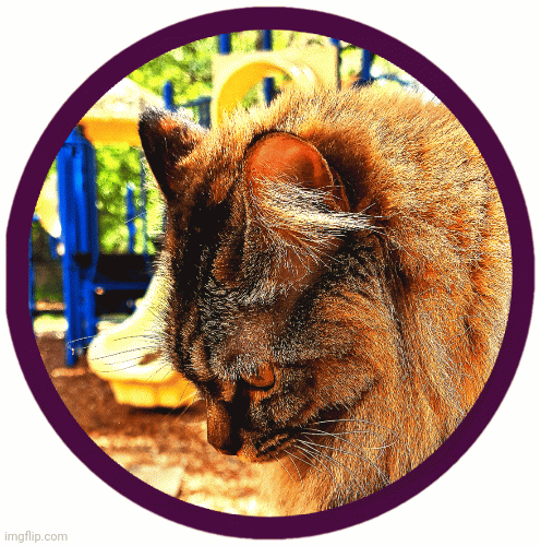 I was told people liked my cats so here's a bunch of profile pictures I ...