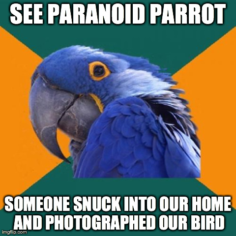 As an owner of a Hyacinth... every single time I see Paranoid Parrot ...