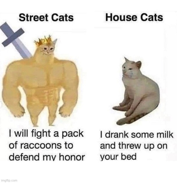 Image Tagged In Memes funny cats Imgflip Image Tagged In Memes funny cats Imgflip