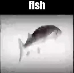 fish - Imgflip
