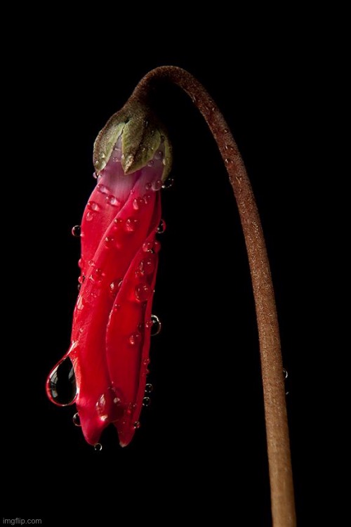 Floral tears - Imgflip