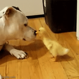 Dog with duck - Imgflip