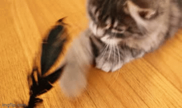 Playing with feather - Imgflip