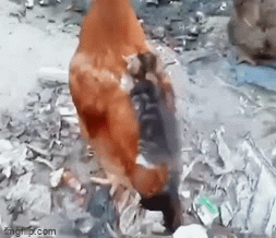 Cat riding on the rooster - Imgflip