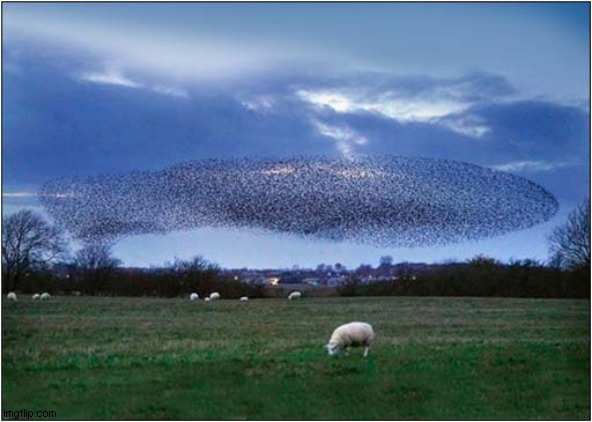 A Murmuration Of Starling ! - Imgflip