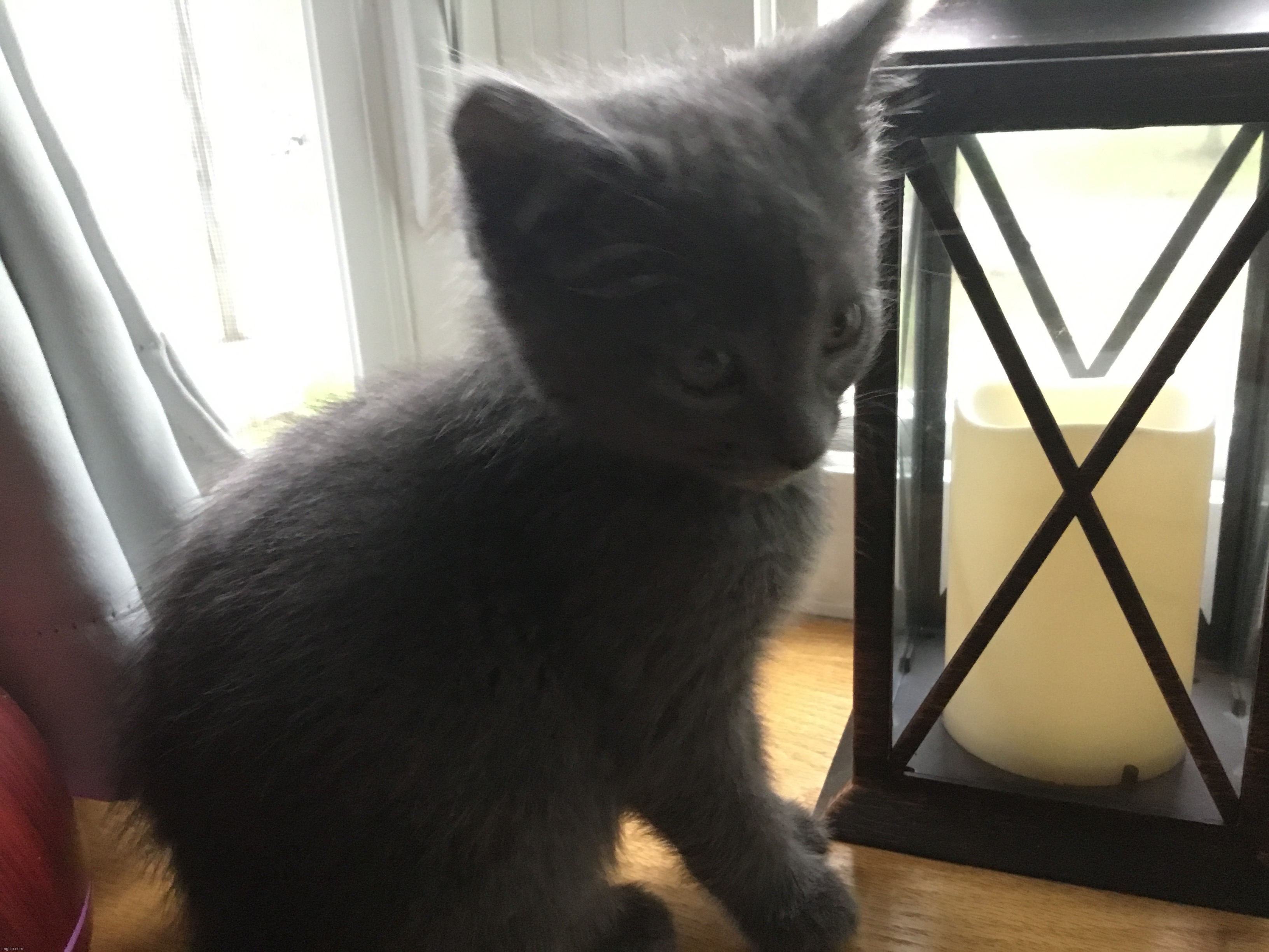 Her name is Misty and she has a new owner - Imgflip
