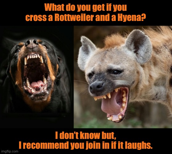 Rottweiler and Hyena? - Imgflip