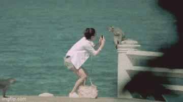 Thieving Monkeys Use Distraction Technique ! - Imgflip