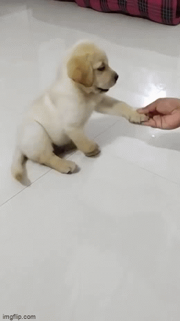 Handshaking - Imgflip