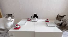 Cats Ring Bells For Treats ! - Imgflip