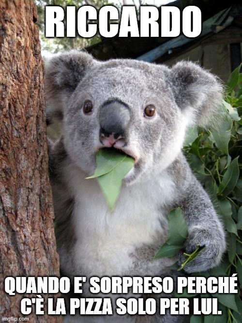 Surprised Koala Meme - Imgflip