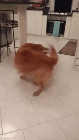 Tail chasing - Imgflip