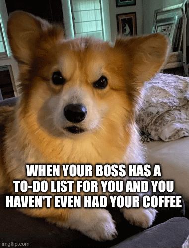 Angry puppy - Imgflip