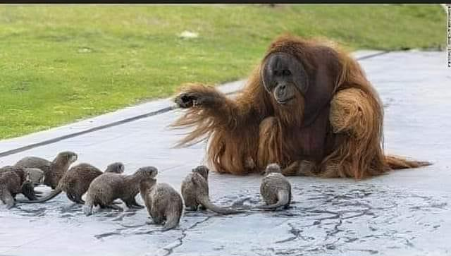 Otters And Orangutan Blank Template Imgflip