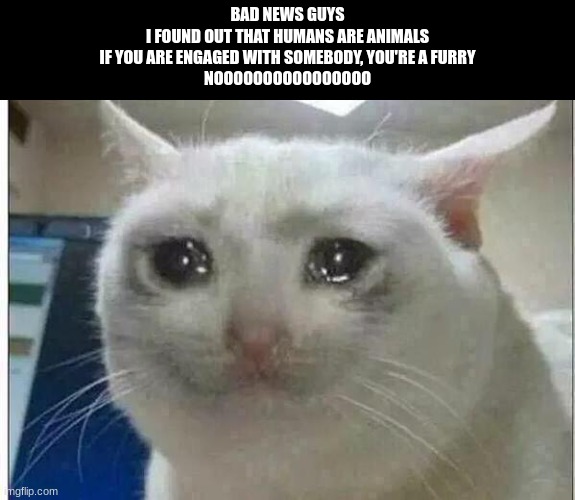 crying cat - Imgflip