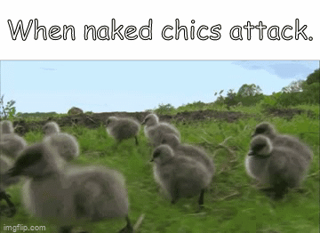 chics gone wild - Imgflip