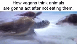 How vegans think… - Imgflip