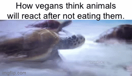 How vegans think… - Imgflip