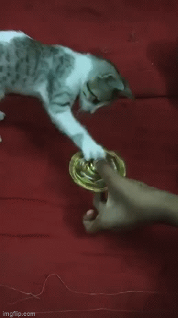 Golden fidget spinner - Imgflip