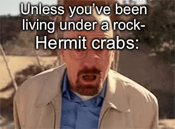 Hermit crab - Imgflip